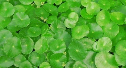 Rau má lá sen - loài cây tăng tài xinh đẹp