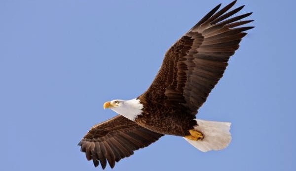 Bài học về ý chí của đại bàng khiến ta cân nhắc về các giới hạn