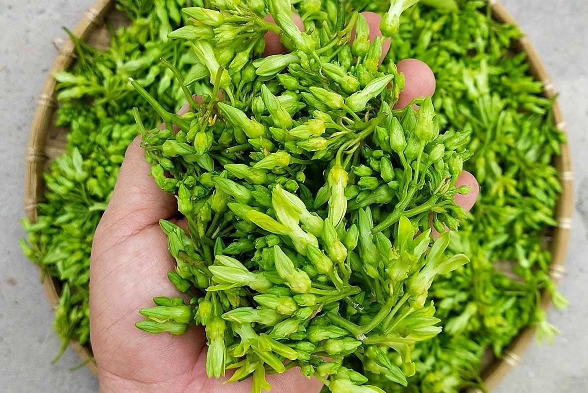 Cây hoa thiên lý trong phong thủy là gì mà các gia đình thích