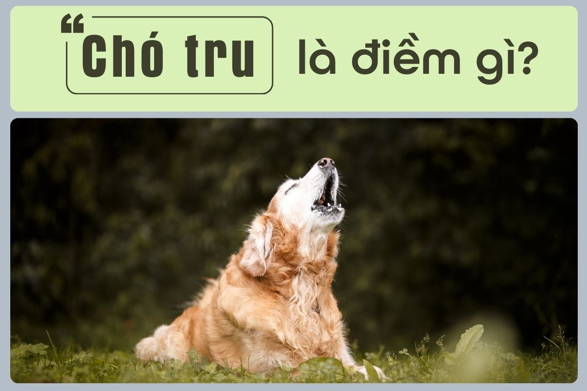 Chó tru là điềm gì? Giải mã điềm báo chó tru để không còn thấy sợ